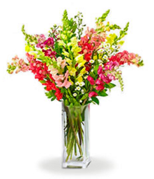 Flower Delivery Toronto, Best Online Florist Shop, Send Flowers